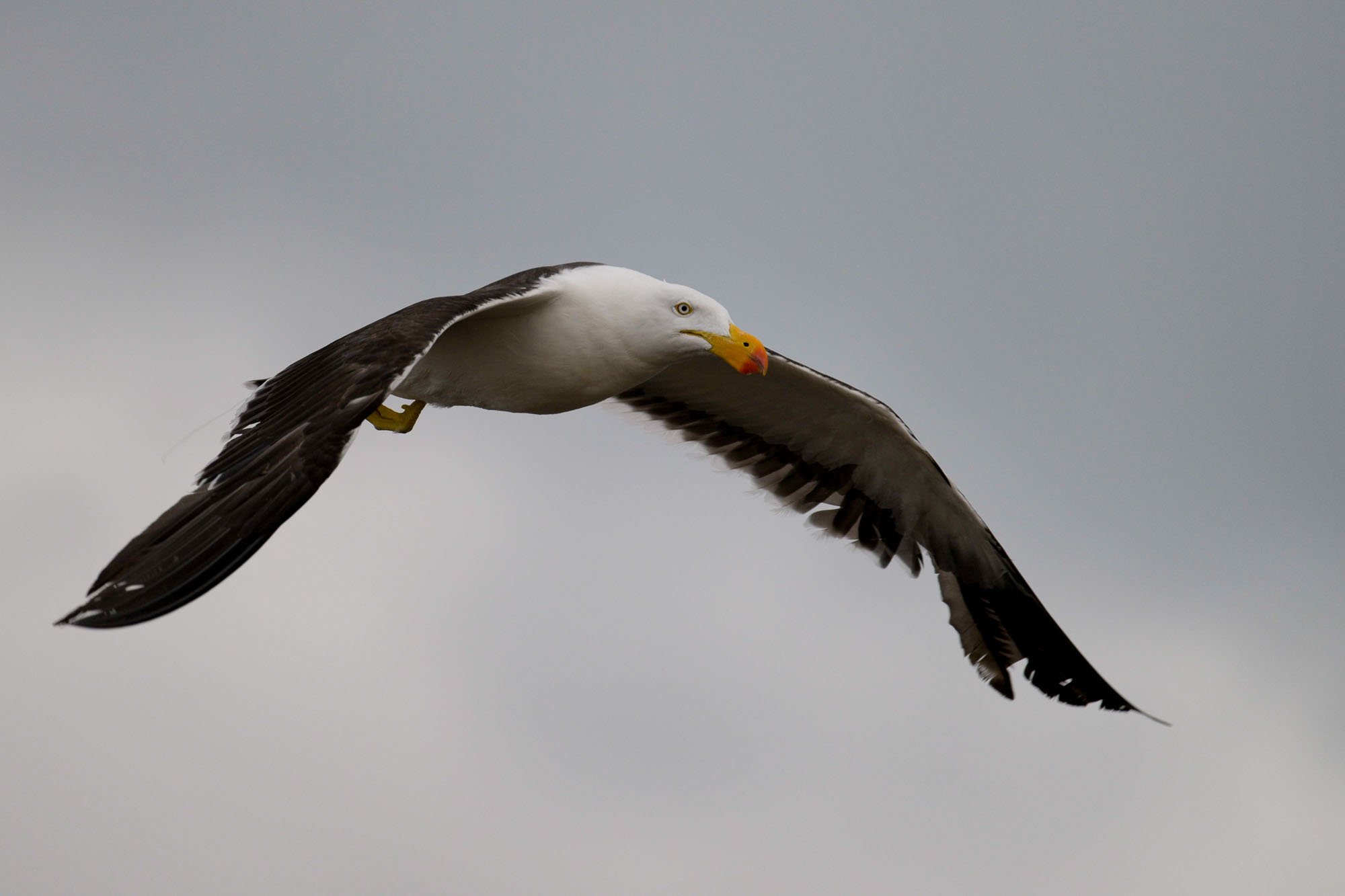 Birds in Flight – Wagna