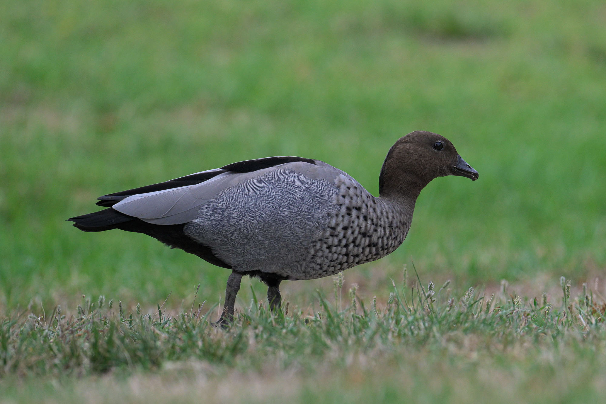 Birds – Wagna